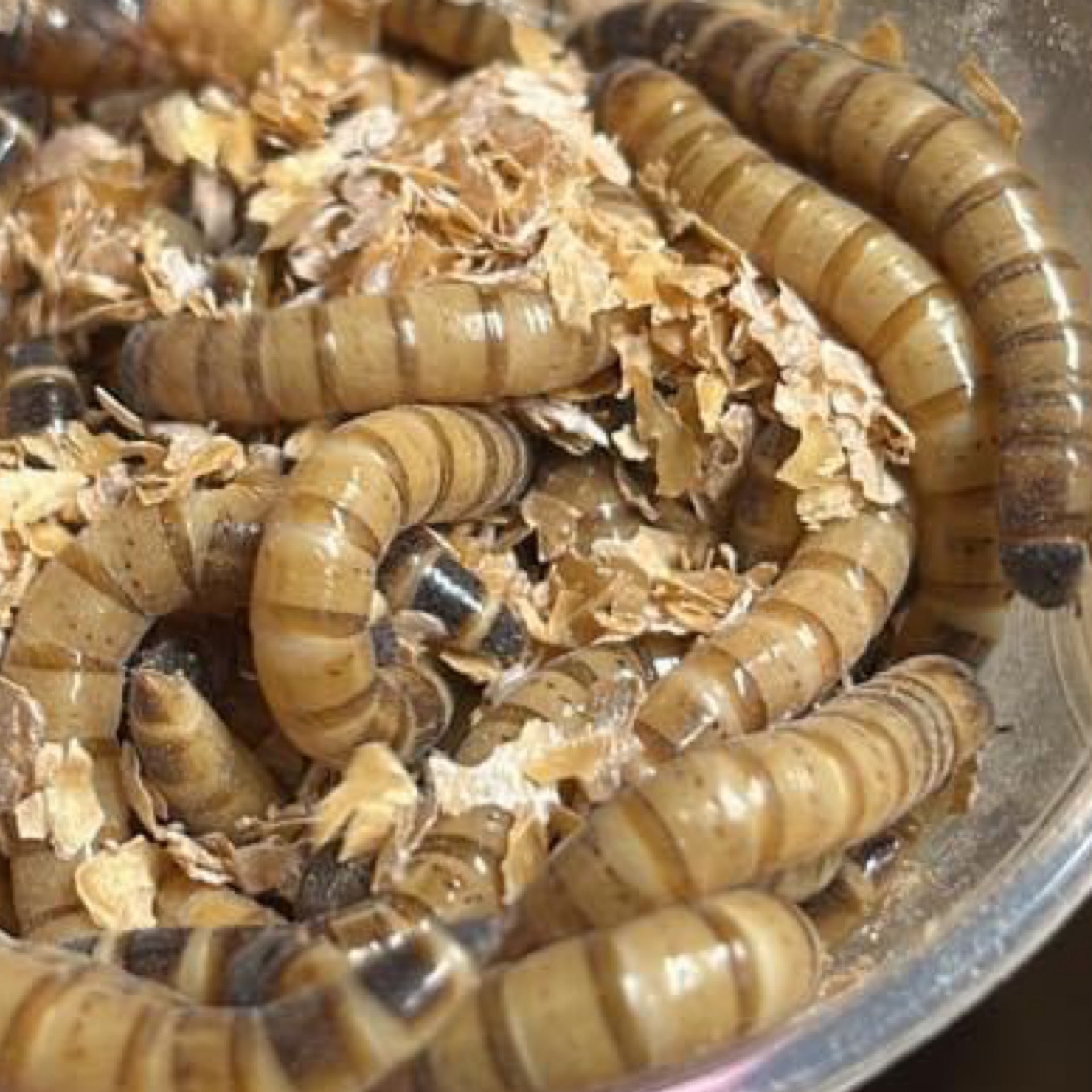 Feeder Insects | Back Road Reptiles and Exotics LLC
