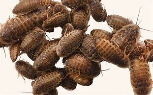 Dubia Roaches